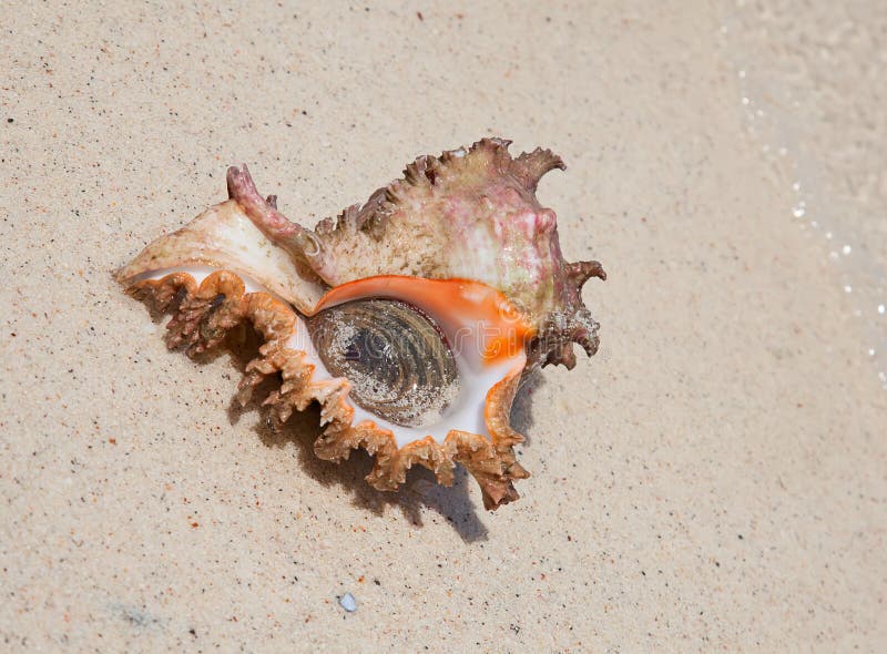 Giant Periwinkle shell stock image. Image of southern - 69258507