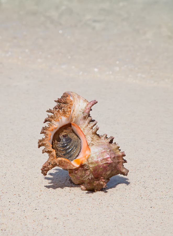 Sea shell stock photo. Image of pacific, macro, beach - 57726298
