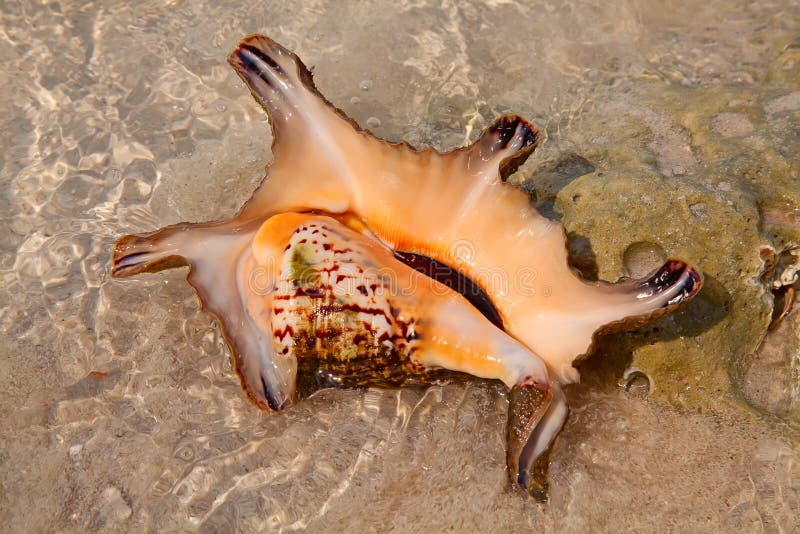 Sea shell stock photo. Image of fragile, nature, coastline - 65190610