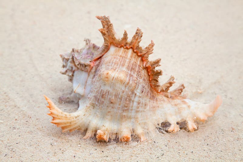 Sea shell stock photo. Image of fragile, isolated, decor - 65190616