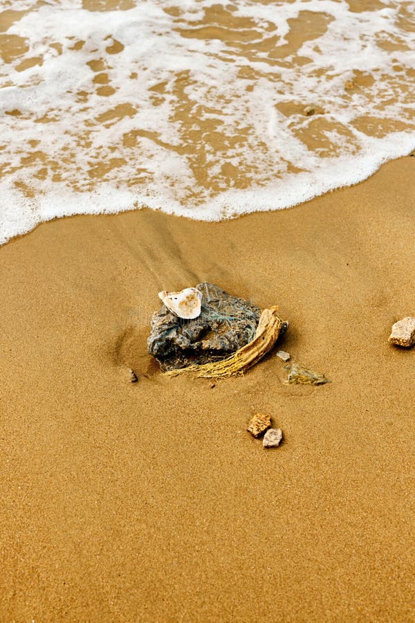 Sea Shell on the Shore with White Bubbling Waves Stock Image - Image of ...