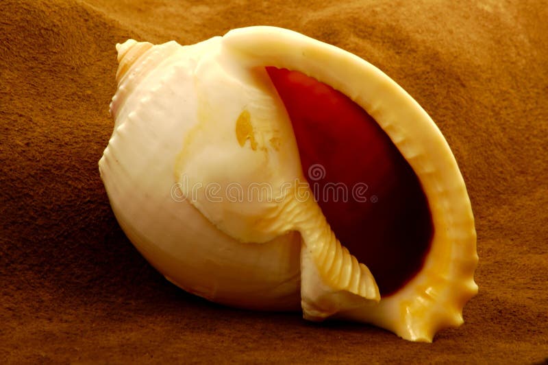 Sea Shell Side stock image. Image of crust, case, skeleton - 68177