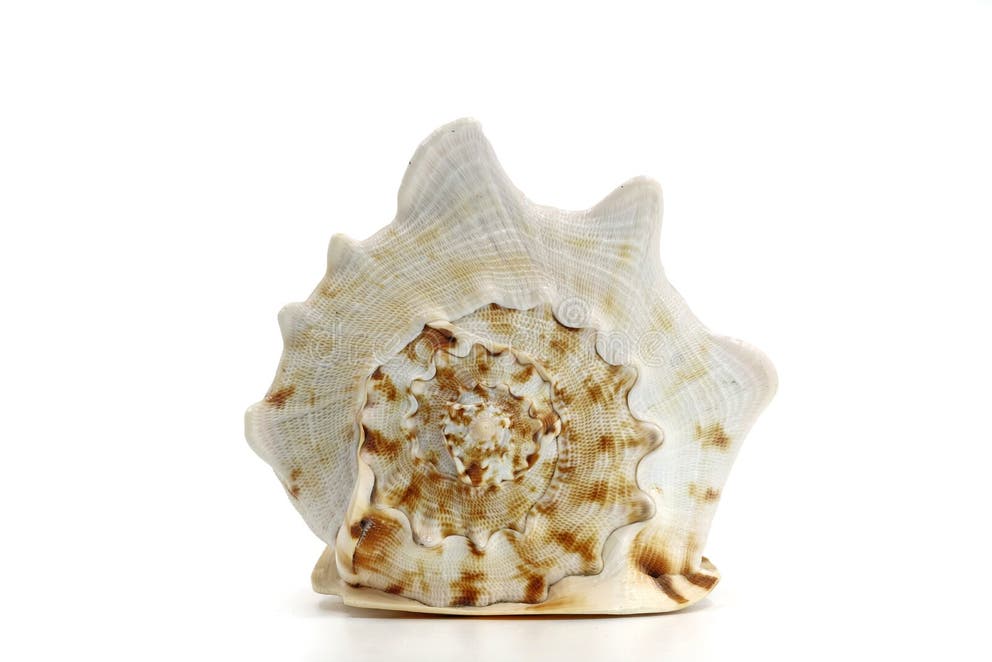 Sea Shell Side View Isolated on White Stock Image - Image of gastropod ...