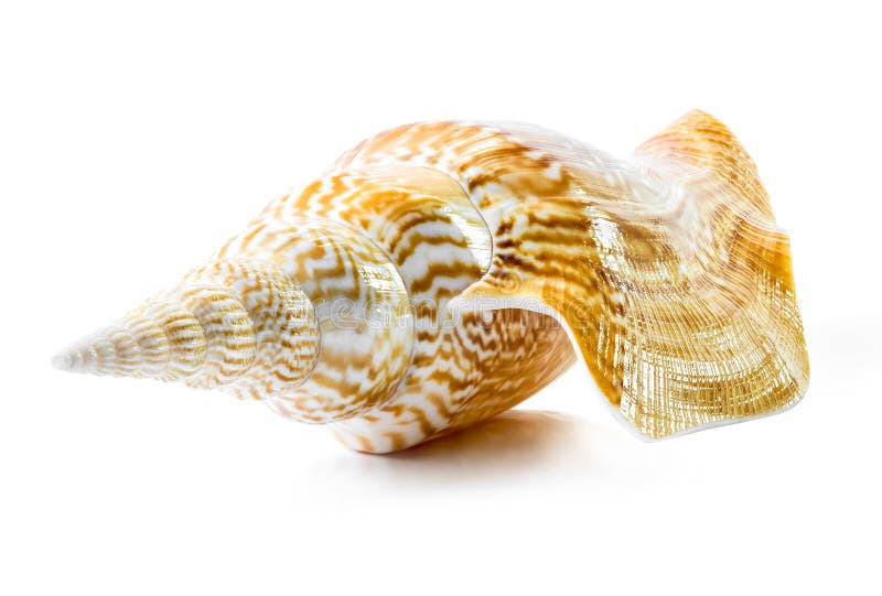 Sea shell stock photo. Image of seafood, nautilus, nature - 41734458