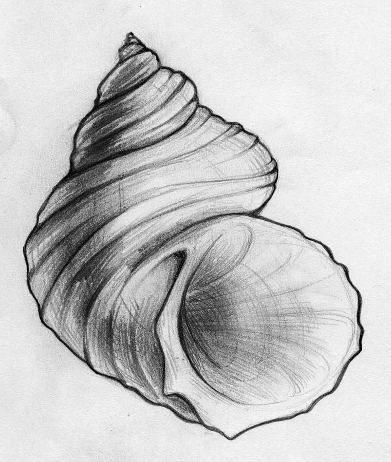 Shell Sketch