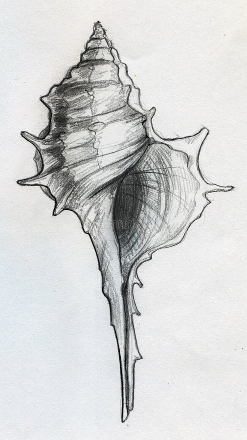 Sea shell sketch stock illustration. Illustration of close - 44316394