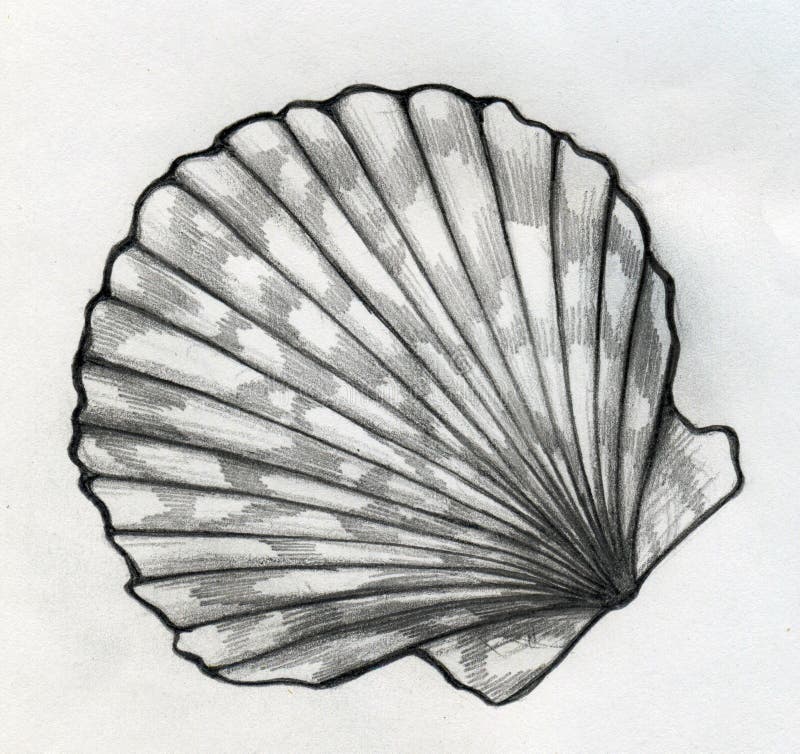 Seashell Pencil Drawings