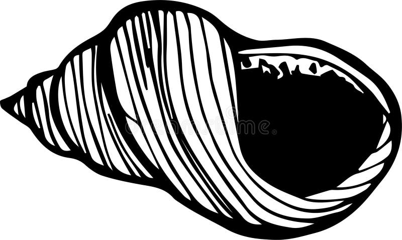 Sea shell sketch stock vector. Illustration of line - 327665314