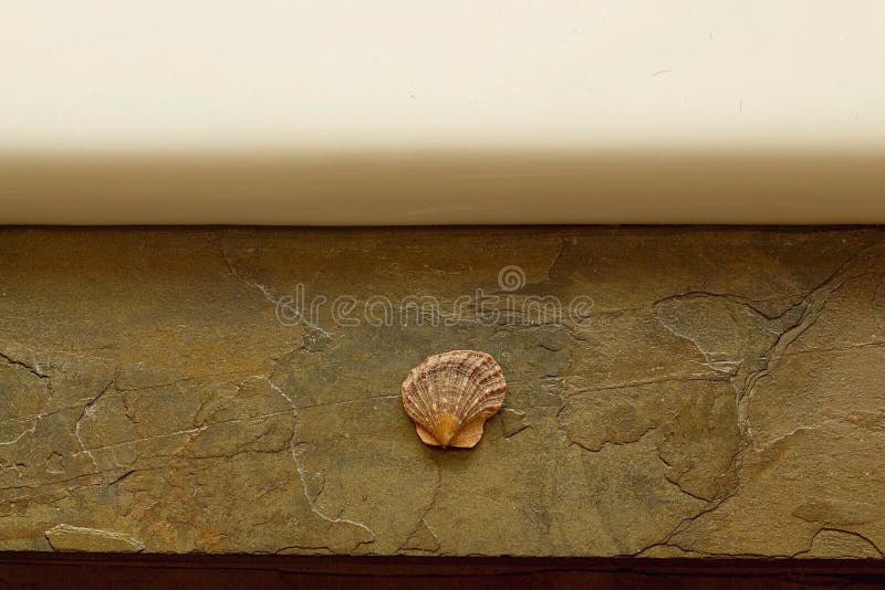 Sea Shell on Slate stock image. Image of small, shell - 43930809