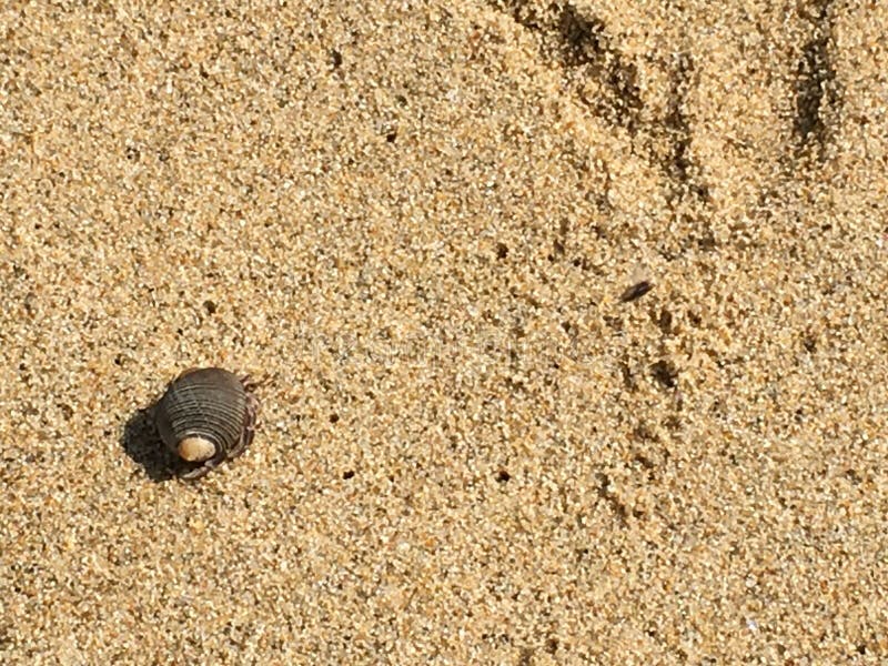 Sea Shell with a Small Crab Stock Photo - Image of small, huatulco ...