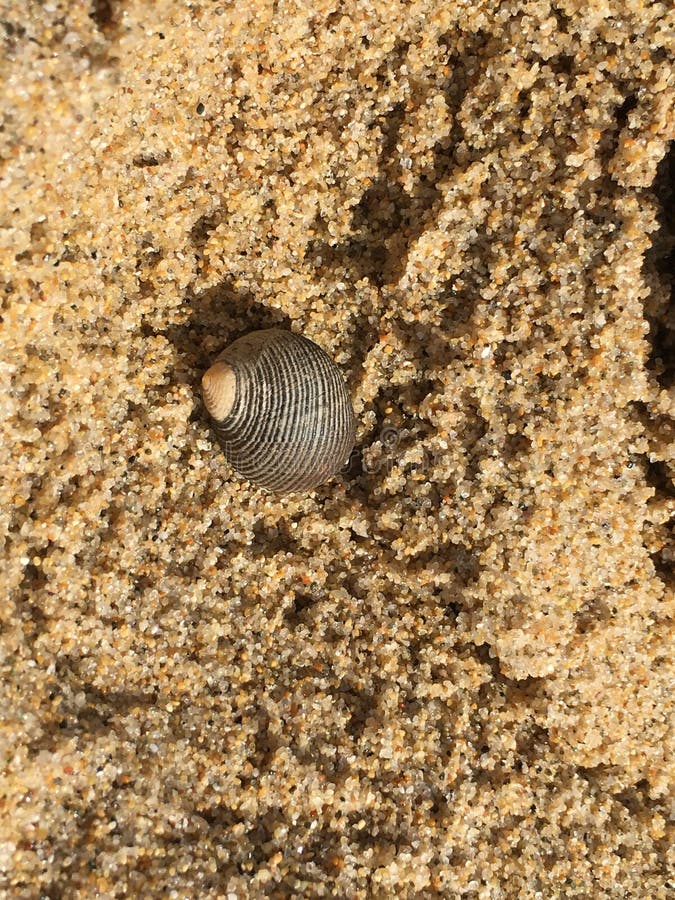 Sea Shell with a Small Crab Stock Photo - Image of shell, crab: 251553804