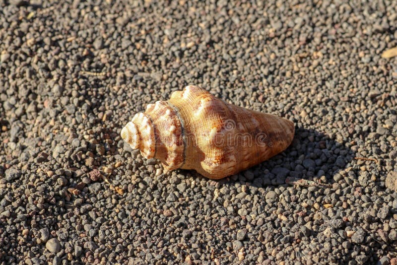 Sea Shell on a Small Dark Stone Background. Conch on Pebbles Stone ...
