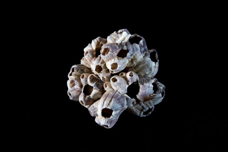 Sea shell stock image. Image of fossil, collection, cockleshell - 86598343