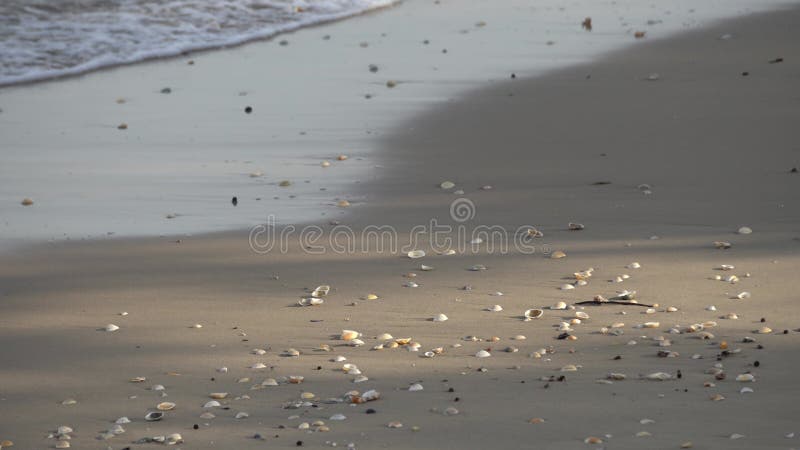 Sea Shell and Soft Gentle Wave Stock Footage - Video of morning, coast ...