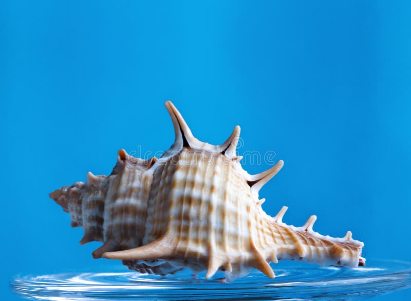 Sea Shell with Spikes on the Blue Background Stock Photo - Image of ...