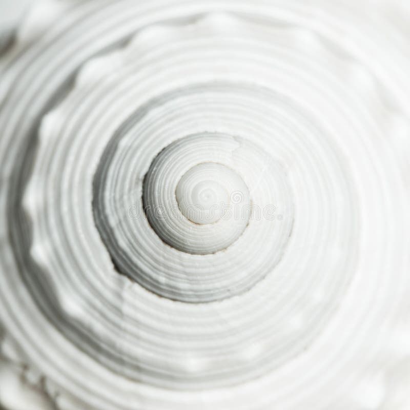 Spiral on sea shell stock photo. Image of swirl, sealife - 10610736