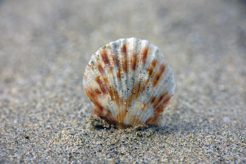 Sea Shell Stands on Sandy Beach Stock Image - Image of patterns ...