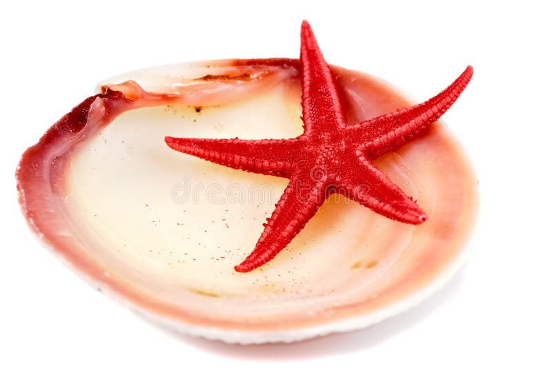 Sea shell and star stock image. Image of object, underwater - 11331023