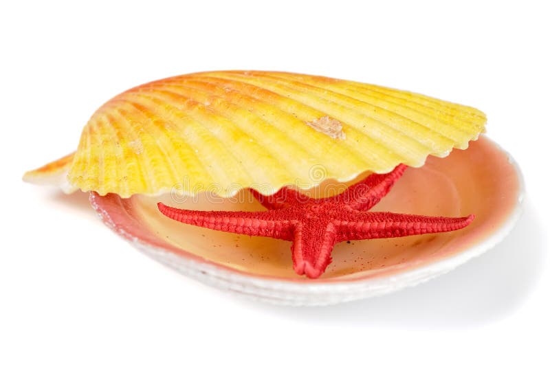Sea shell and star stock image. Image of object, underwater - 11331023