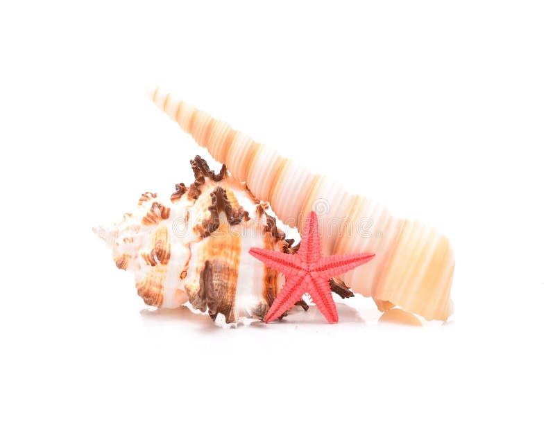 Sea Shell and Star Fish on White Stock Image - Image of shell, cutout ...