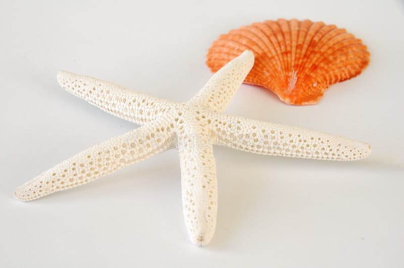SEA SHELL and STARFISH stock image. Image of summer, shell - 1422451