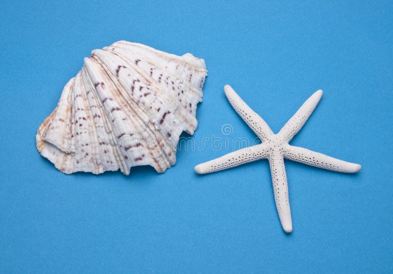 Sea Shell and Starfish stock photo. Image of background - 14235116