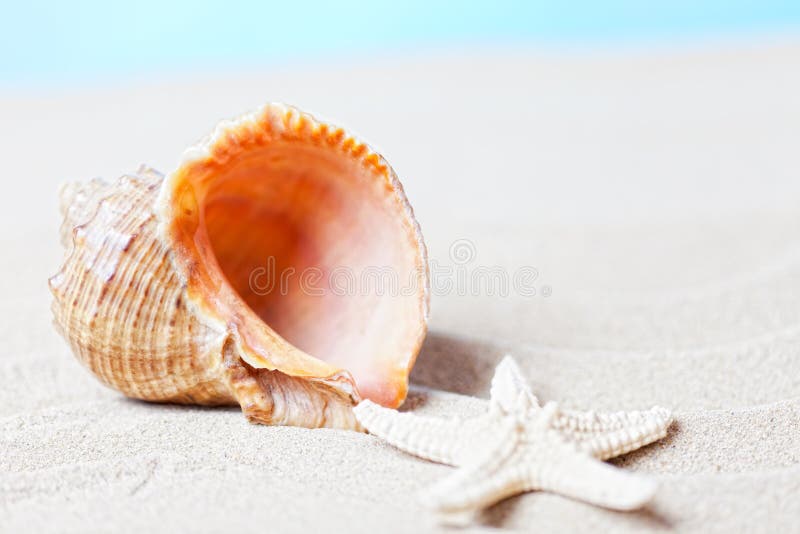 Sea shell and starfish stock photo. Image of coast, starfish - 25401622