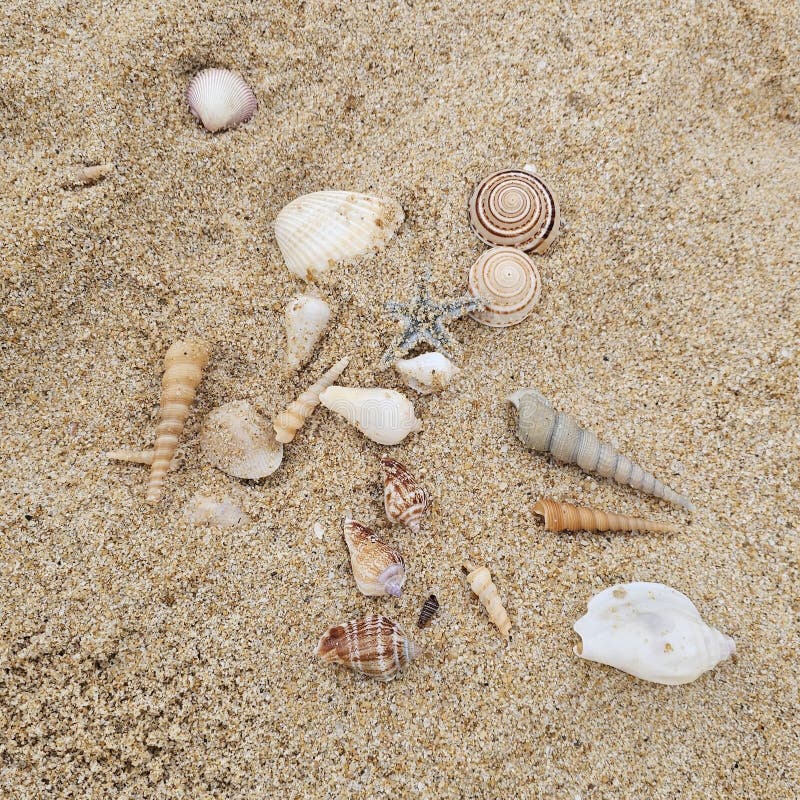 Some Sea Shell and a Starfish on the Beach Sand Stock Photo - Image of ...