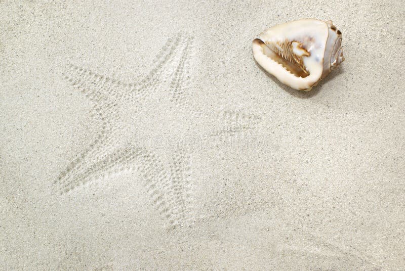 602 Shell Imprint Stock Photos - Free & Royalty-Free Stock Photos from ...