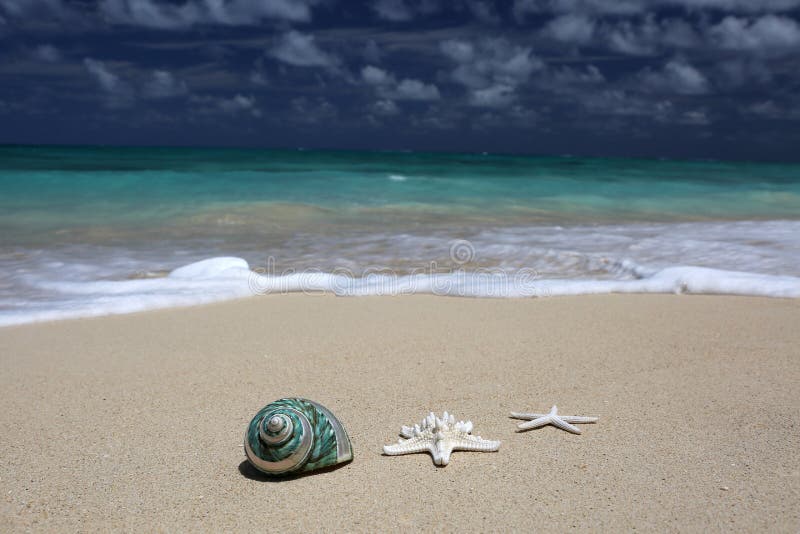 Sea Shell Starfish Sandy Beach Turquoise Ocean Stock Photo - Image of ...