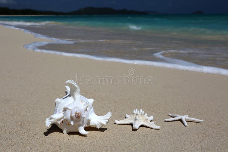 Sea Shell Starfish Sandy Beach Stock Photo - Image of sandy, starfish ...