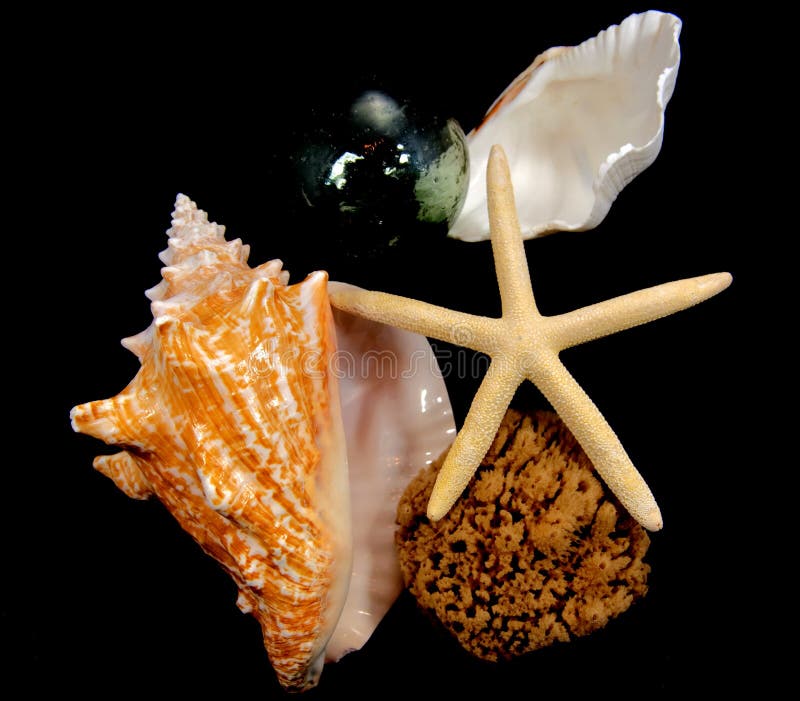 Sea Shell Still-Life stock image. Image of sponge, starfish - 24673677