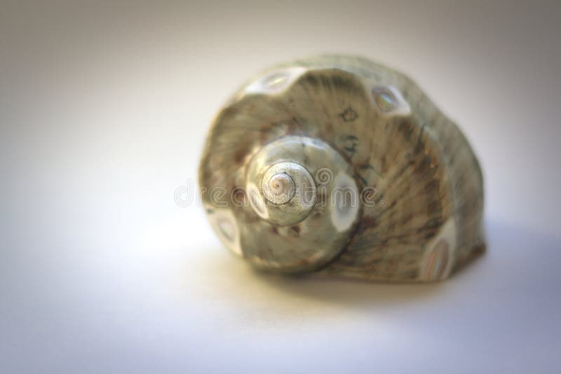 Sea Shell Still Life with Soft Selective Focus Stock Photo - Image of ...