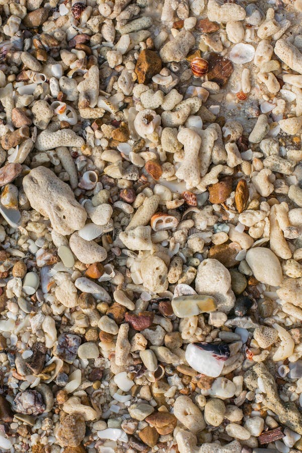 Sea Shell and Stone Pieces Texture Stock Photo - Image of closeup ...