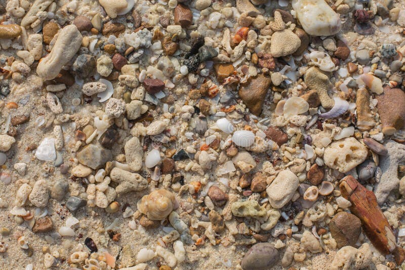 Sea Shell and Stone Pieces Texture Stock Image - Image of clean ...