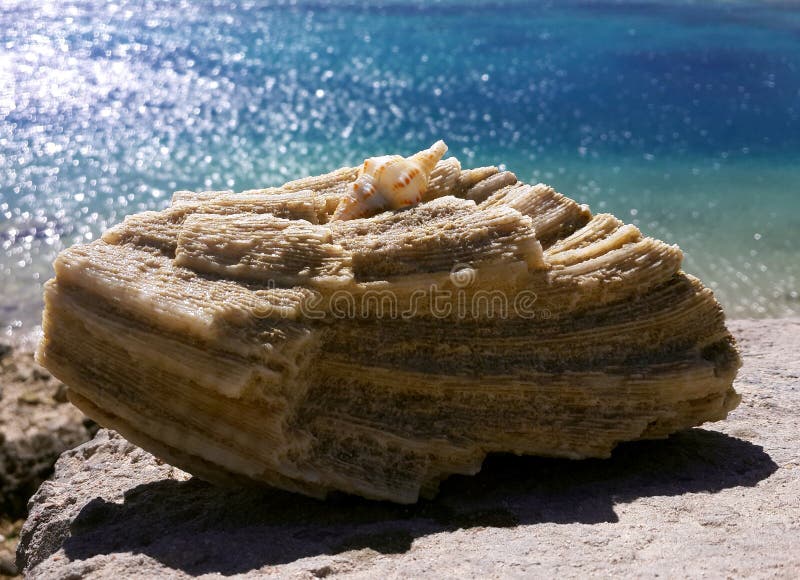 Sea Shell on the Stone at Red Sea Stock Photo - Image of closeup ...
