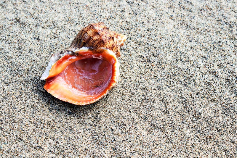 Shell and Stones on the Beach Stock Photo - Image of maldives, beach ...