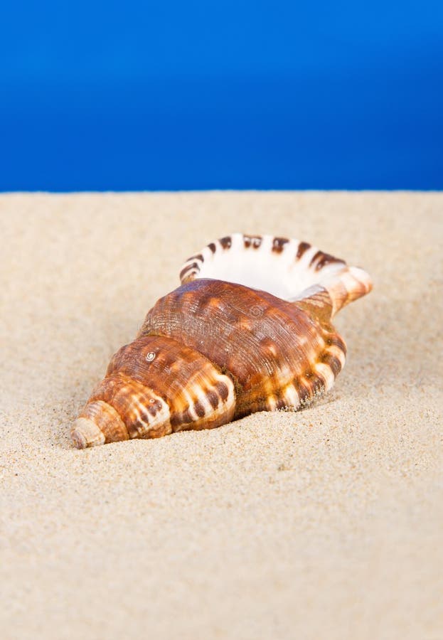 Sea shell in studio stock photo. Image of empty, macro - 31203130