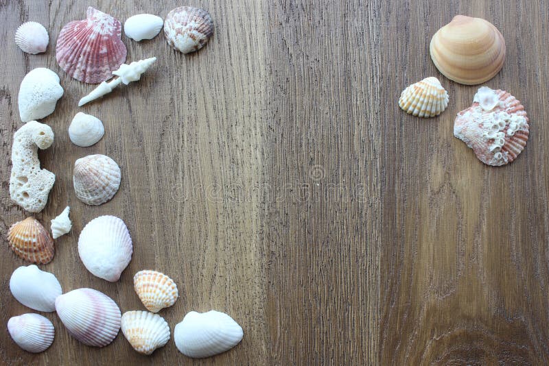 Sea shell-Summer concept stock image. Image of decoration - 54152289