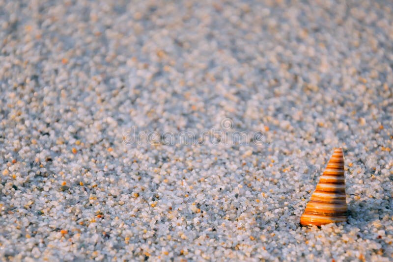 Sea shell on sunny beach stock image. Image of conch - 96111535