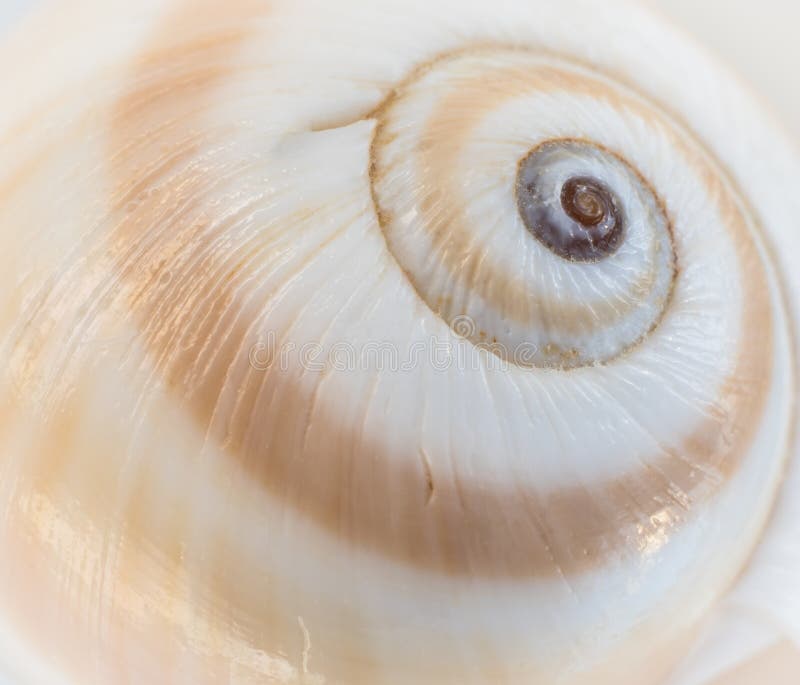 Swirl Shell stock image. Image of fanciful, educated, concentric - 9368633