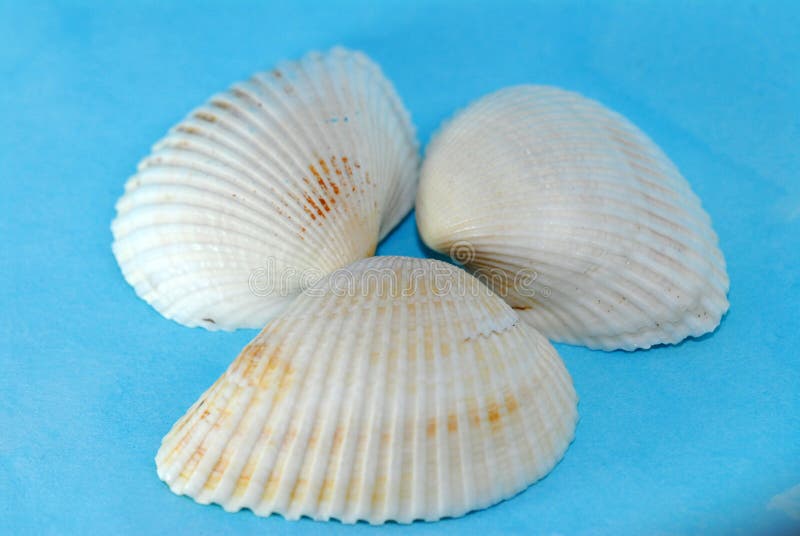 Sea shell on the table stock image. Image of seafood, seacoast - 2684759