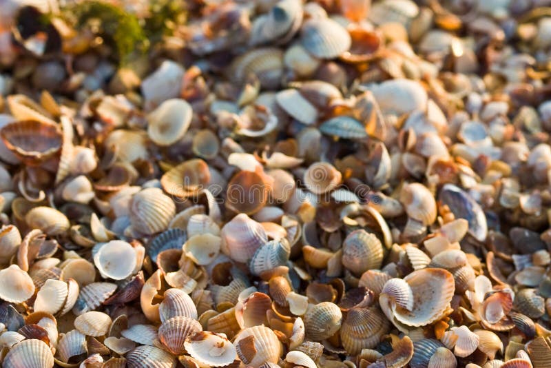 Sea shell texture stock image. Image of natural, closeup - 803475