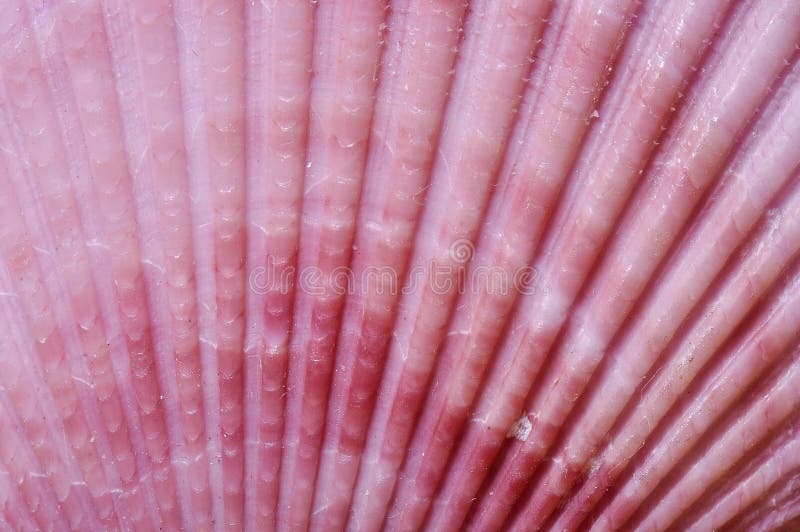 Sea Shell Texture stock photo. Image of conch, organism - 13762244