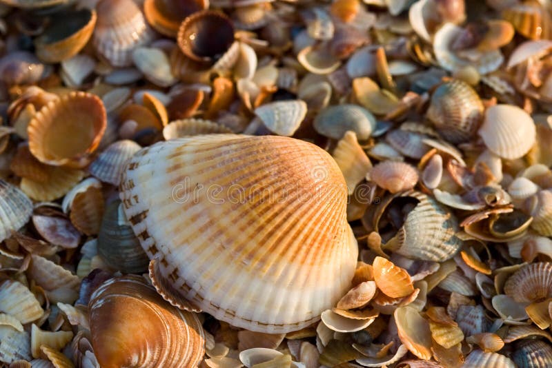 Sea-shell Texture Picture. Image: 5357752