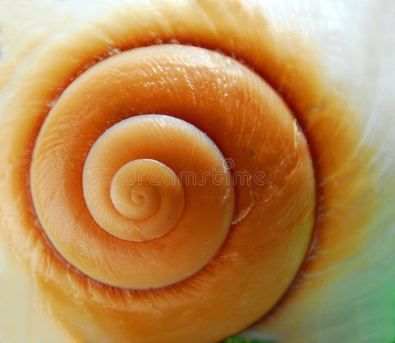 Sea shell texture stock image. Image of natural, closeup - 803475