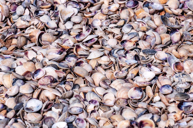 Sea shell texture stock photo. Image of single, shell - 84743780