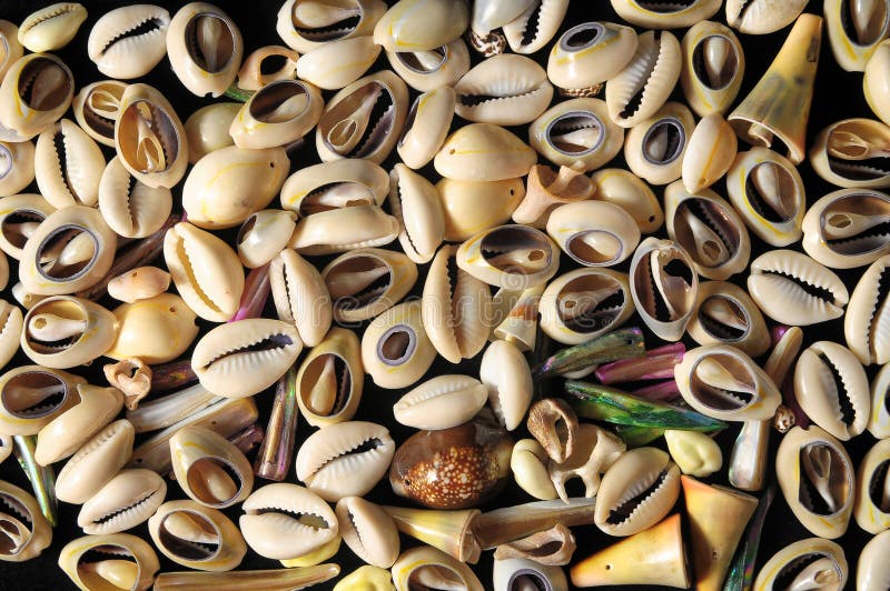 Limestone Sea Shell stock image. Image of surf, coast - 246938391