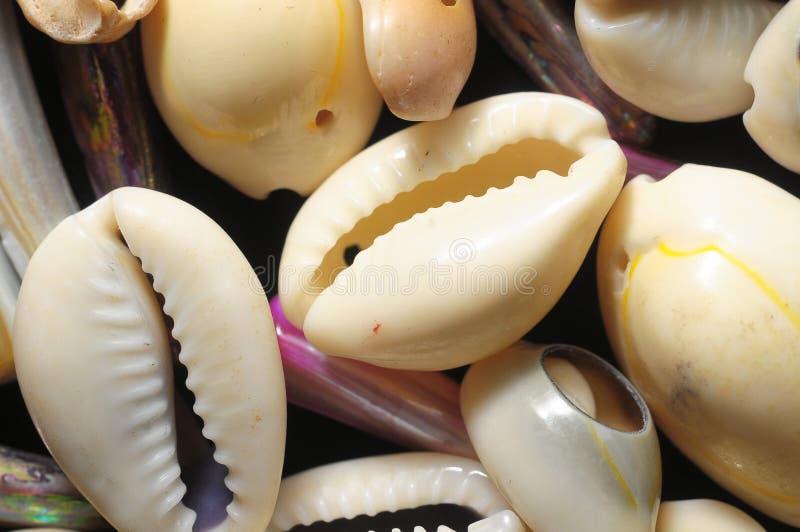 Limestone Sea Shell stock image. Image of surf, coast - 246938391