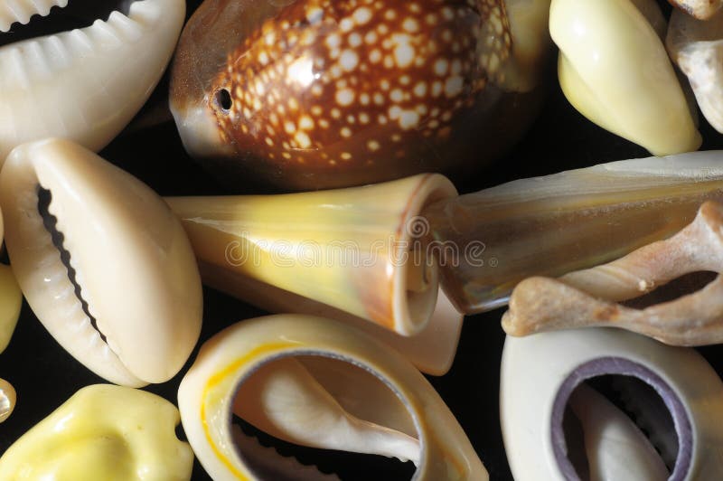 Sea Shell stock photo. Image of life, hard, fish, shape - 35083612